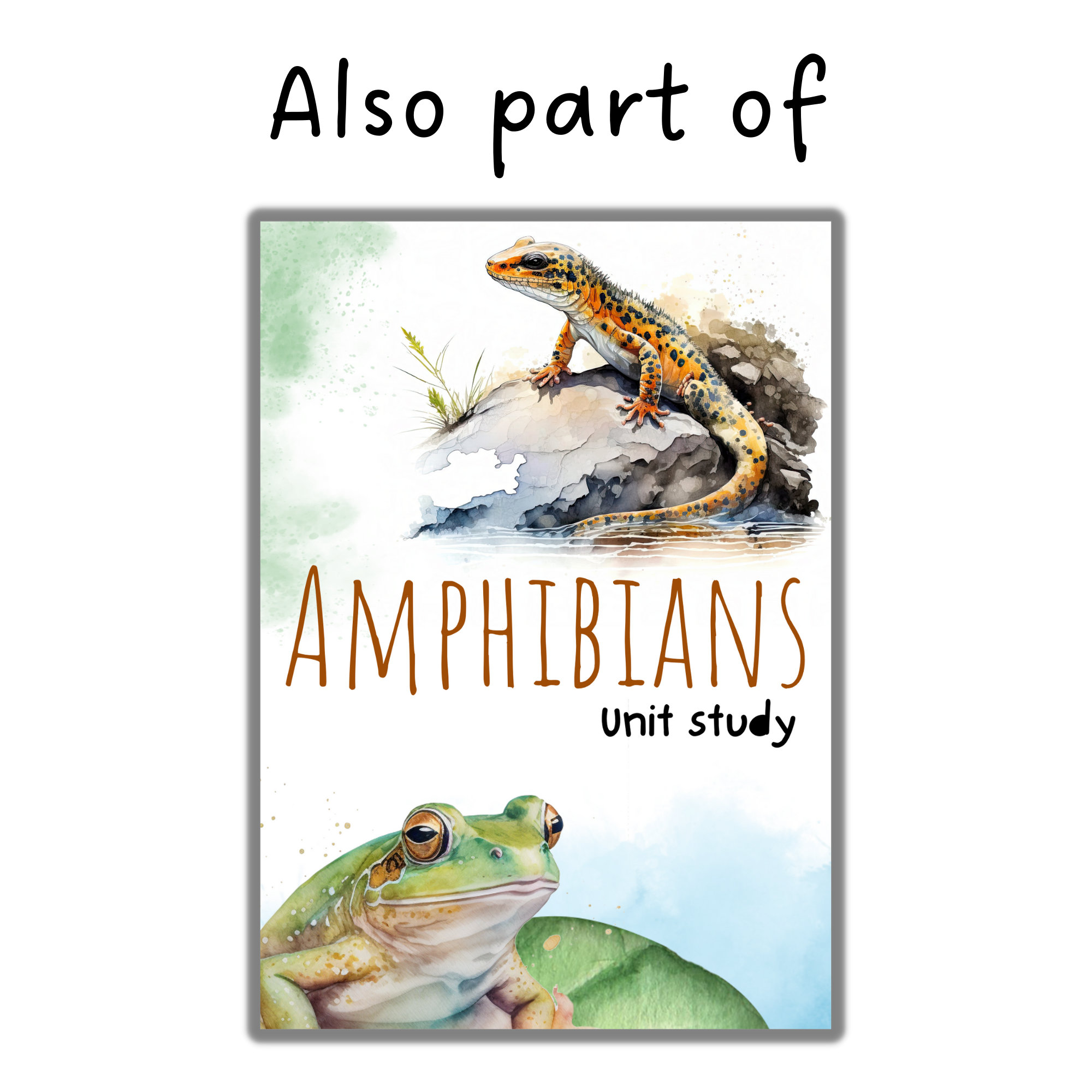 Salamander Mini Unit, Salamander Activities, Amphibians - Etsy