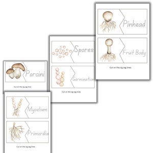 Mushroom Unit Study, Mushroom Life Cycle, Fall Nature Study, Mushroom ...