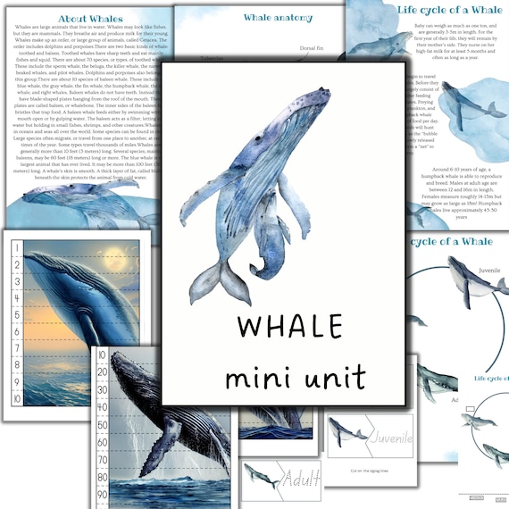 Whale Life Cycle The Ecosystem Driving Killer Whales | Naturaliste