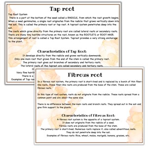 Root Anatomy, Part of Roots, 3 Part Roots Cards, Spring Unit Study ...