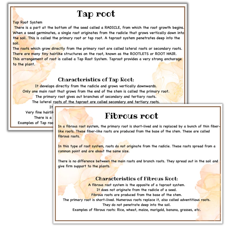 Root Anatomy Part of Roots 3 Part Roots Cards Spring Unit - Etsy