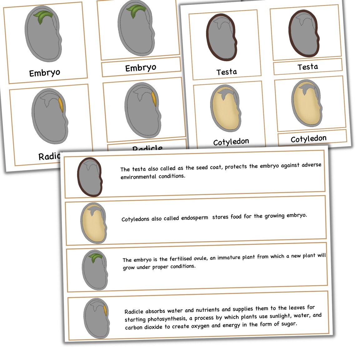 Seeds Anatomy, Montessori Seed Puzzle Printable, Parts of a Seed ...