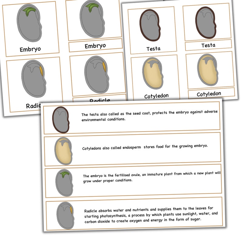 Seeds Anatomy, Montessori Seed Puzzle Printable, Parts of a Seed ...