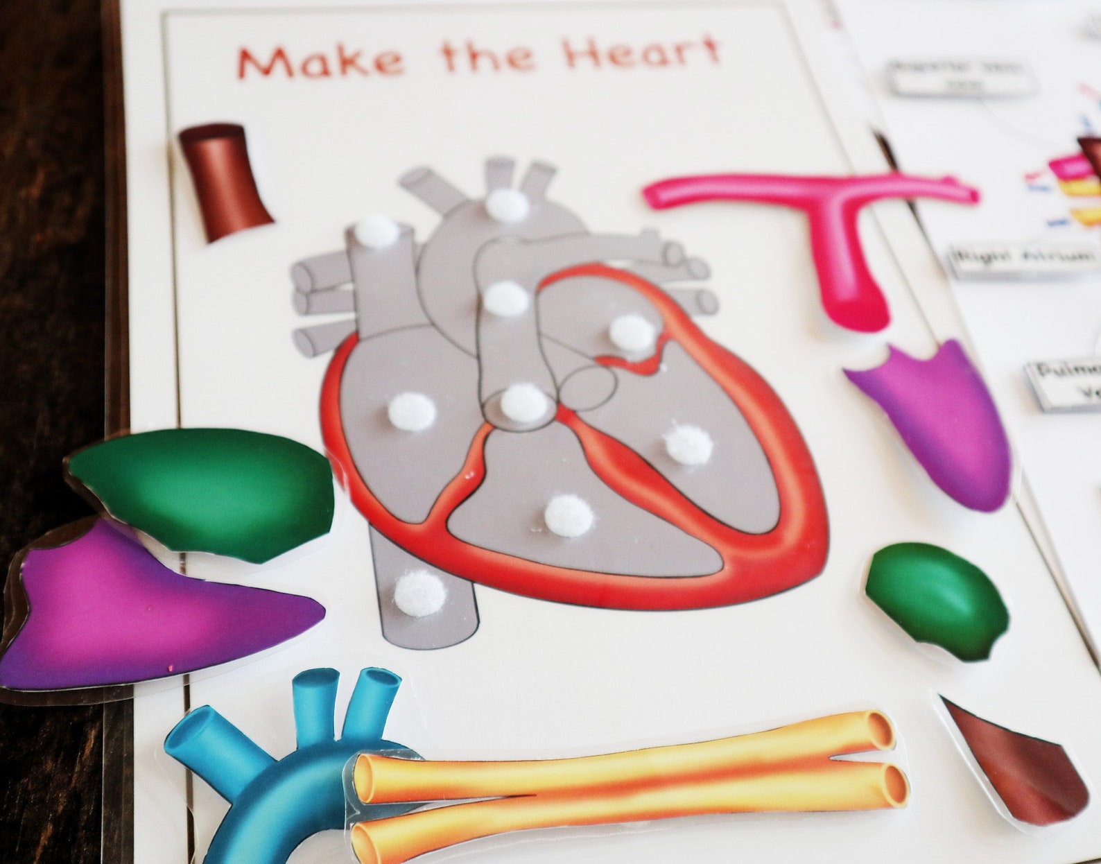 Human Heart Anatomy Printable Activity Heart Puzzle Heart - Etsy UK