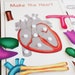 Human Heart Anatomy Printable Activity, Heart Puzzle, Heart ...