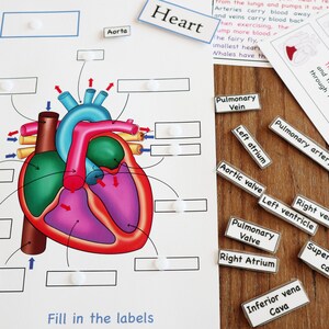 Human Heart Anatomy Printable Activity, Heart Puzzle, Heart ...
