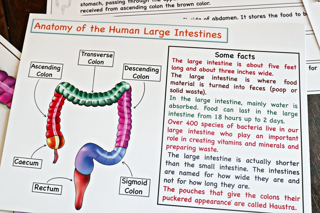 Human Large Intestines Anatomy Printable Activity, Large Intestines ...