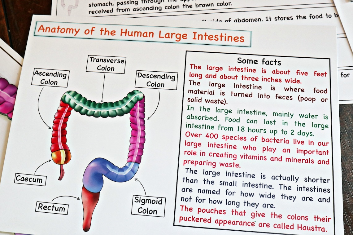 Human Large Intestines Anatomy Printable Activity Large - Etsy