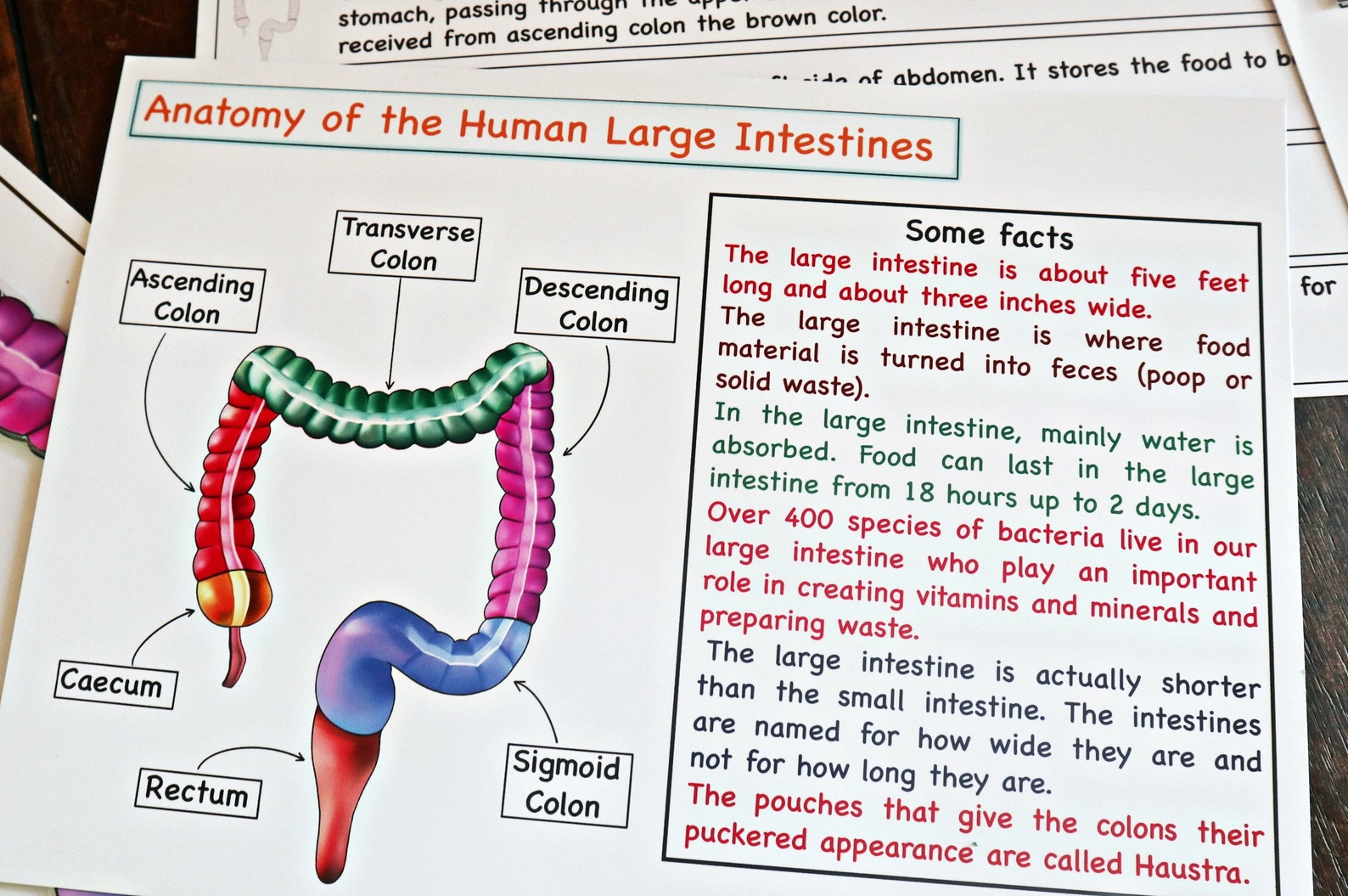 Human Large Intestines Anatomy Printable Activity Large - Etsy