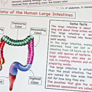 Human Large Intestines Anatomy Printable Activity, Large Intestines ...