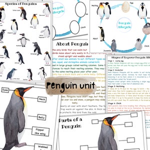 Birds Unit Study, Bird Anatomy, Bird Montessori 3 Part Cards, Owl Unit ...