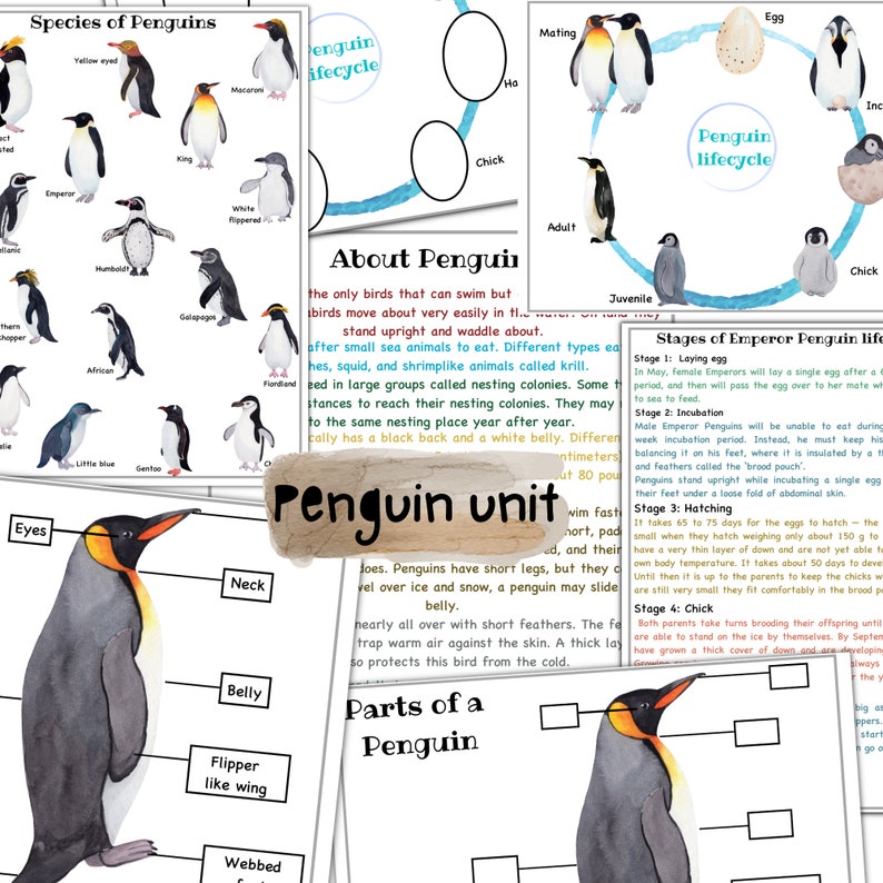 Birds Unit Study Bird Anatomy Bird Montessori 3 Part Cards - Etsy