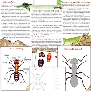 Insects Unit Study, Mini Beast Study, Grasshopper Unit, Ant Unit ...