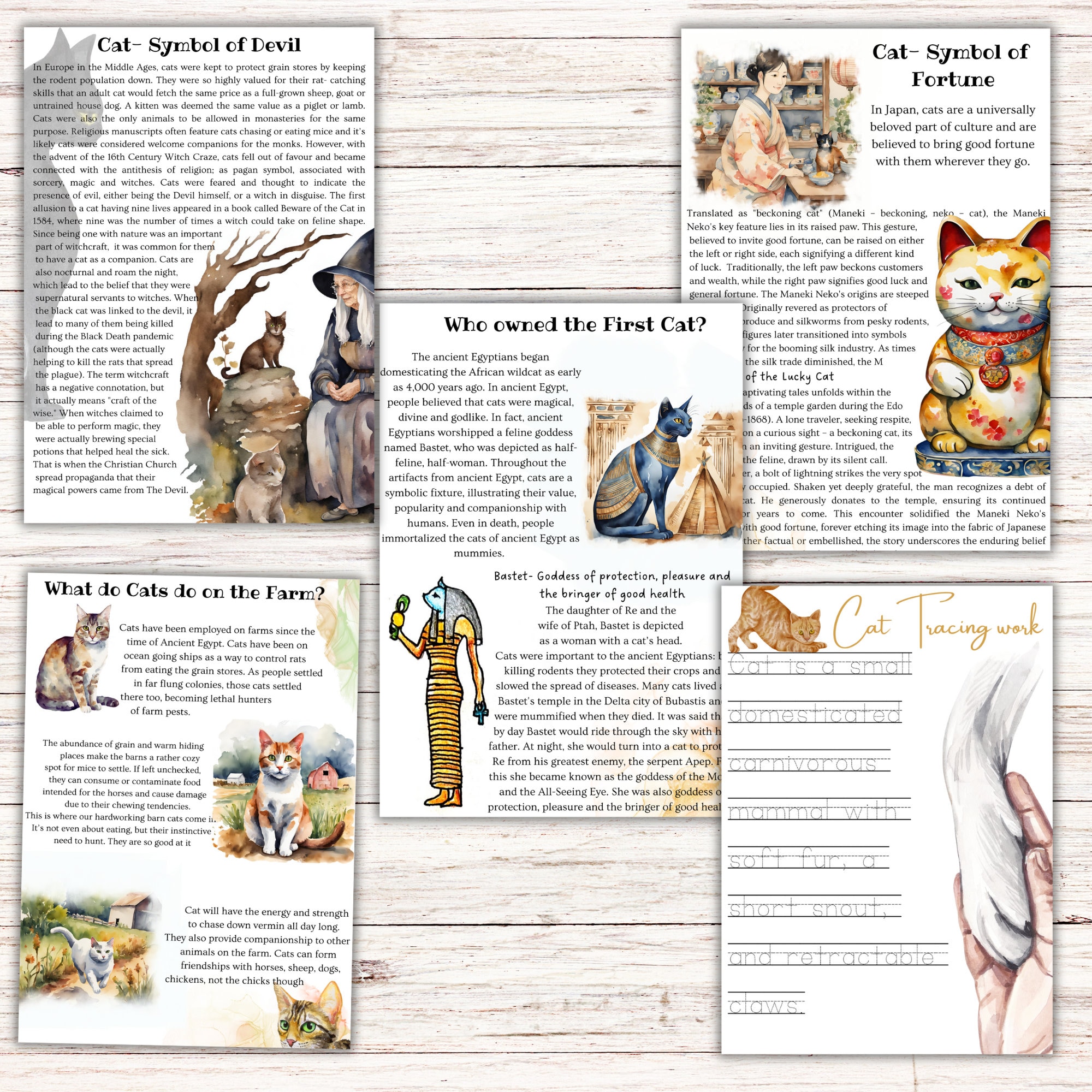Cat Unit Study, Cat Anatomy, Tiger Anatomy, Big Cats Unit, Cat ...