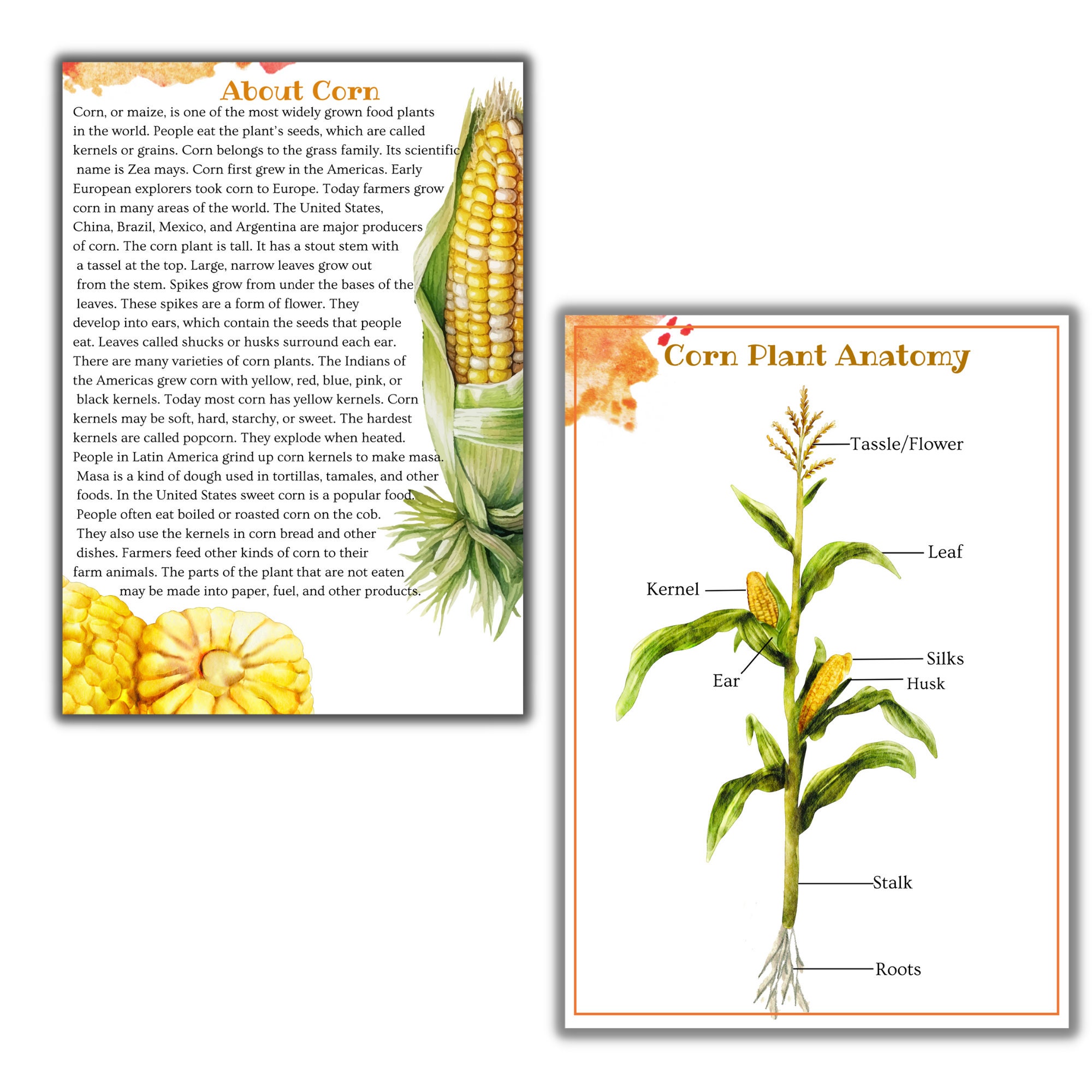 Corn Plant Diagram