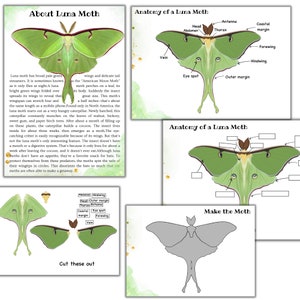 Moth Unit Study, Luna Moth Printable Puzzle, Luna Moth 3 Part Cards ...