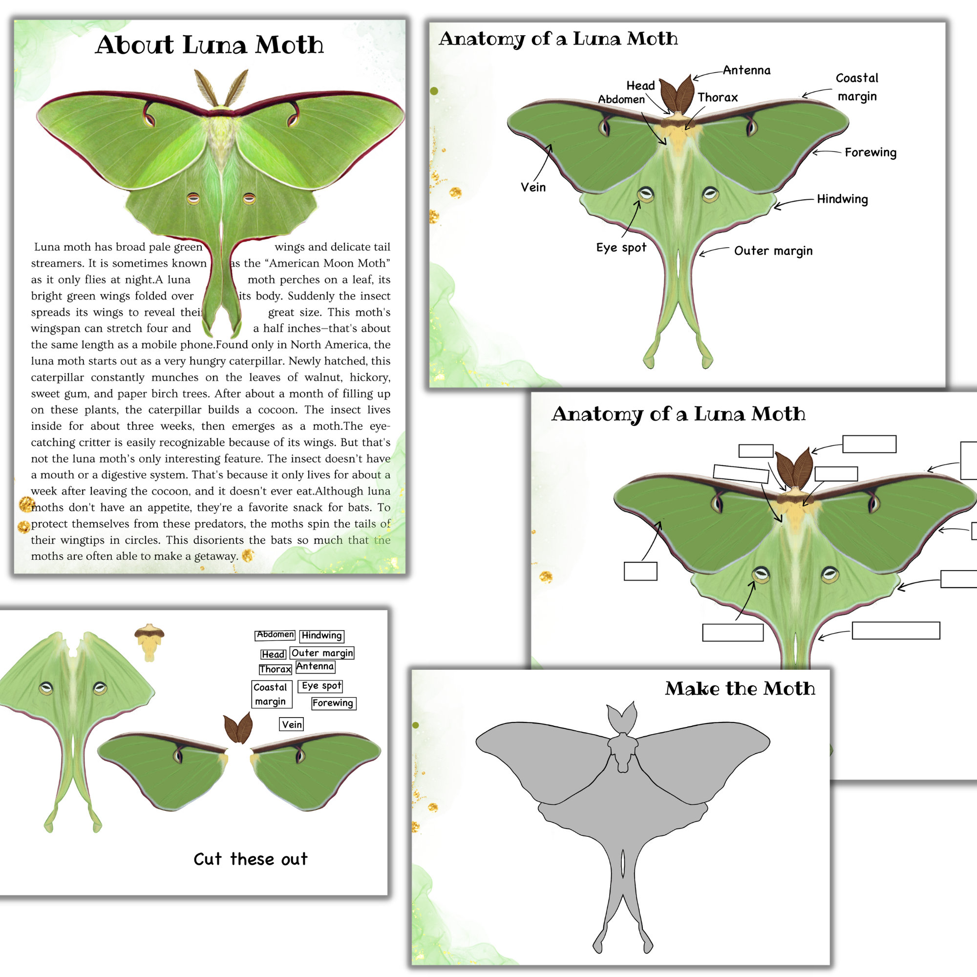 Moth Unit Study Luna Moth Printable Puzzle Luna Moth 3 Part - Etsy