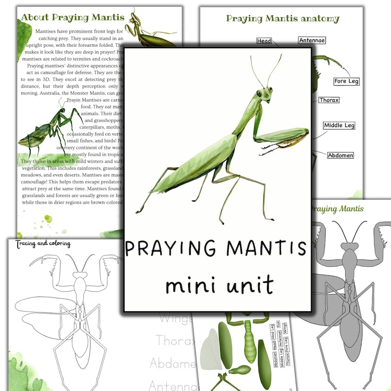 Praying Mantis Mini Unit Study, Praying Mantis Activities, Insects ...