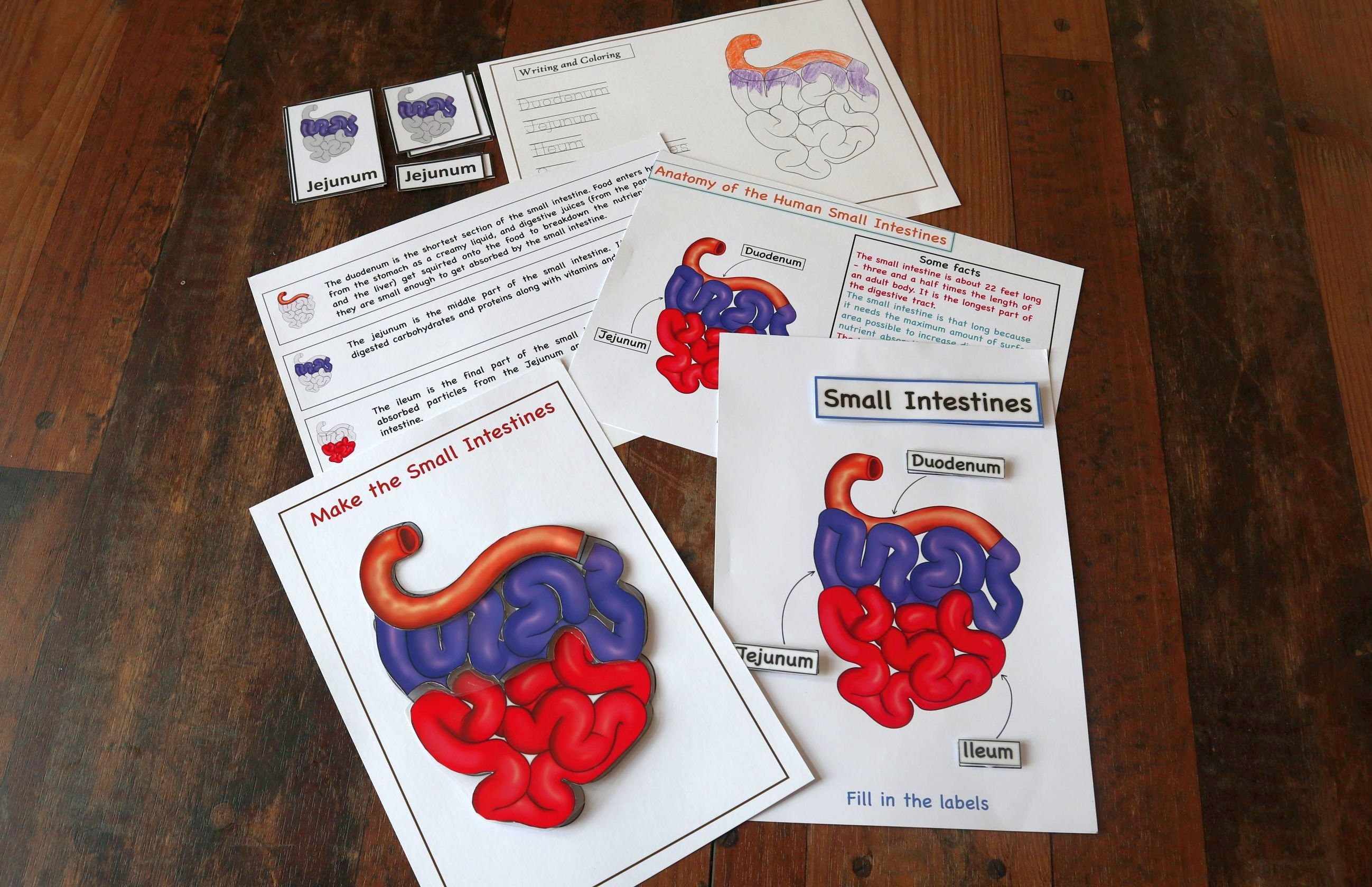 Human Small Intestines Anatomy Printable Activity Small - Etsy Canada