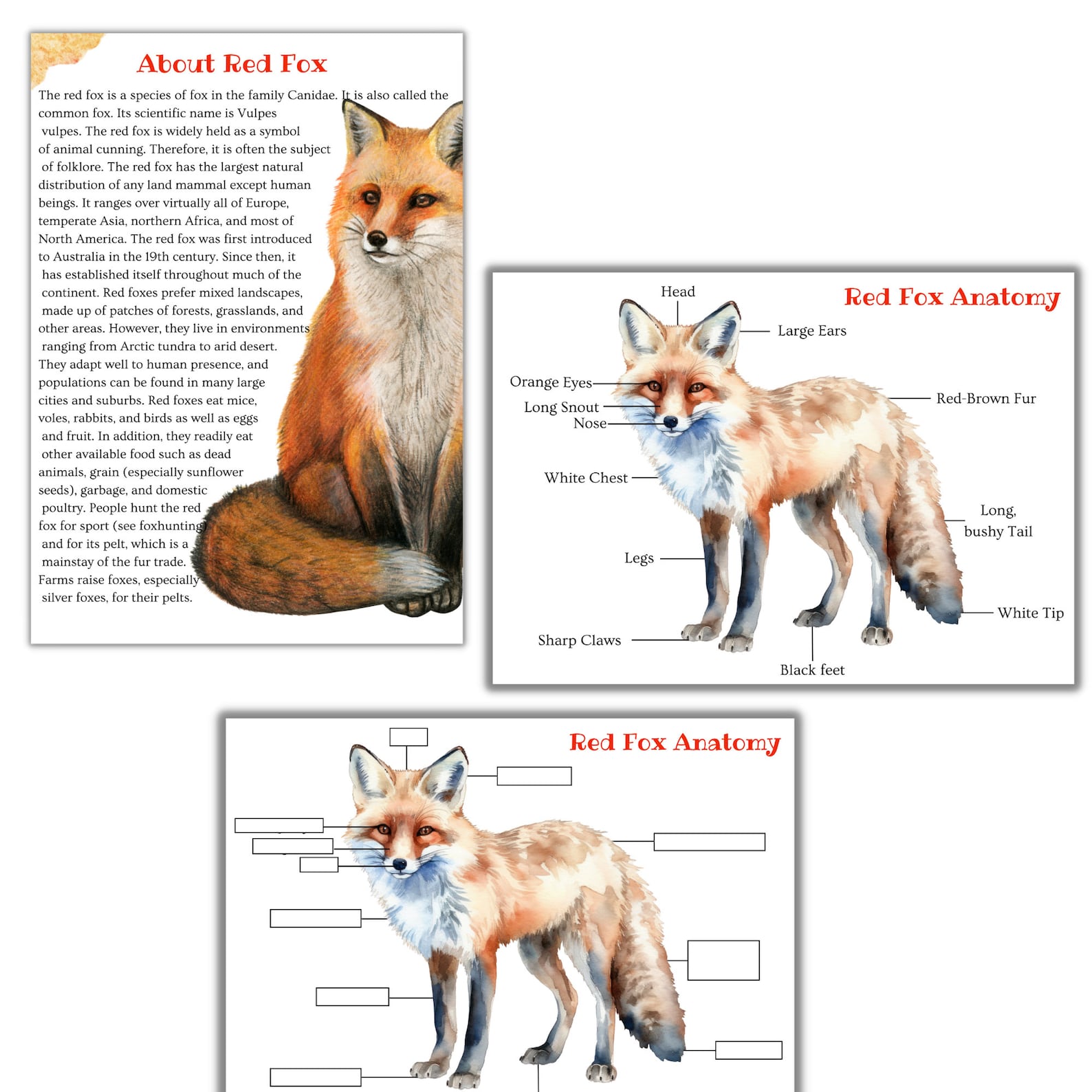 Mini unidad Red Fox, Anatomía del zorro rojo, Ciclo de vida del zorro ...