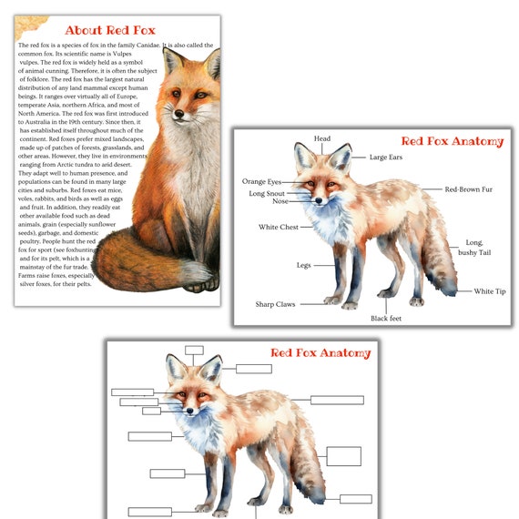 Red Fox Description