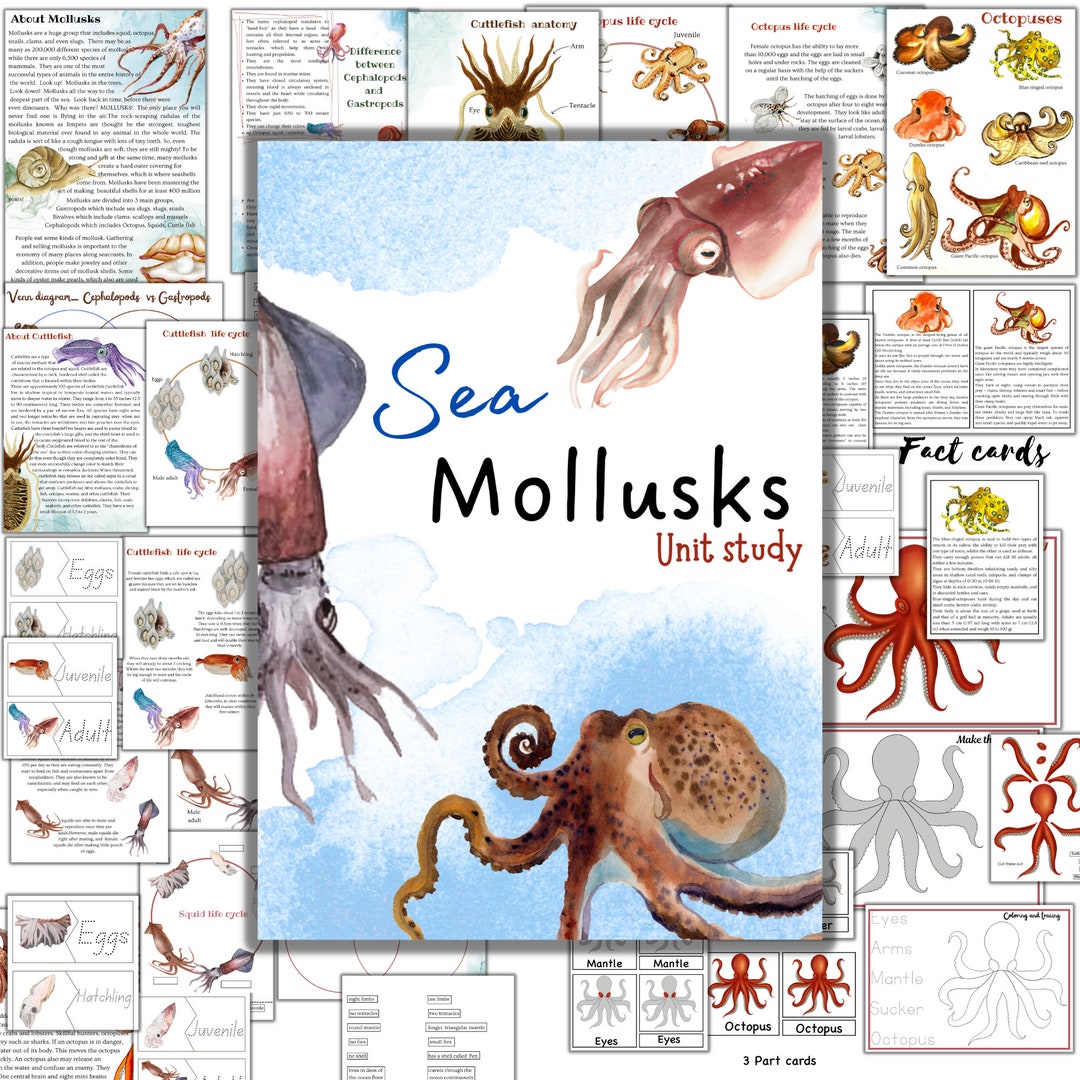 Mollusk Unit Study, Octopus Unit, Squid Unit, Cuttlefish Unit, Sea ...