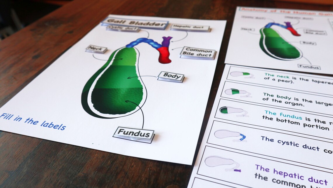 Human Gallbladder Anatomy Printable Activity Gallbladder - Etsy
