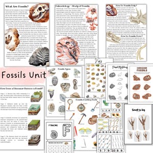 Dinosaurs Unit Study, Dinosaur Lifecycle, Fossils Unit Study, Dinosaur ...