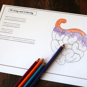 Human Small Intestines Anatomy Printable Activity, Small Intestines ...