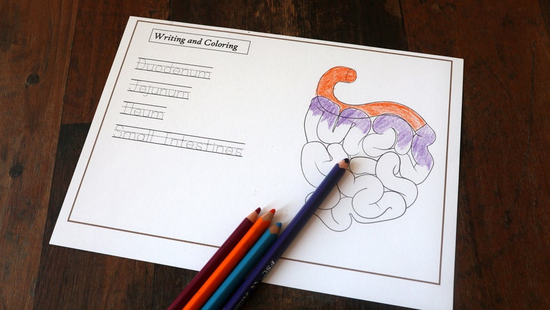 Human Small Intestines Anatomy Printable Activity Small - Etsy