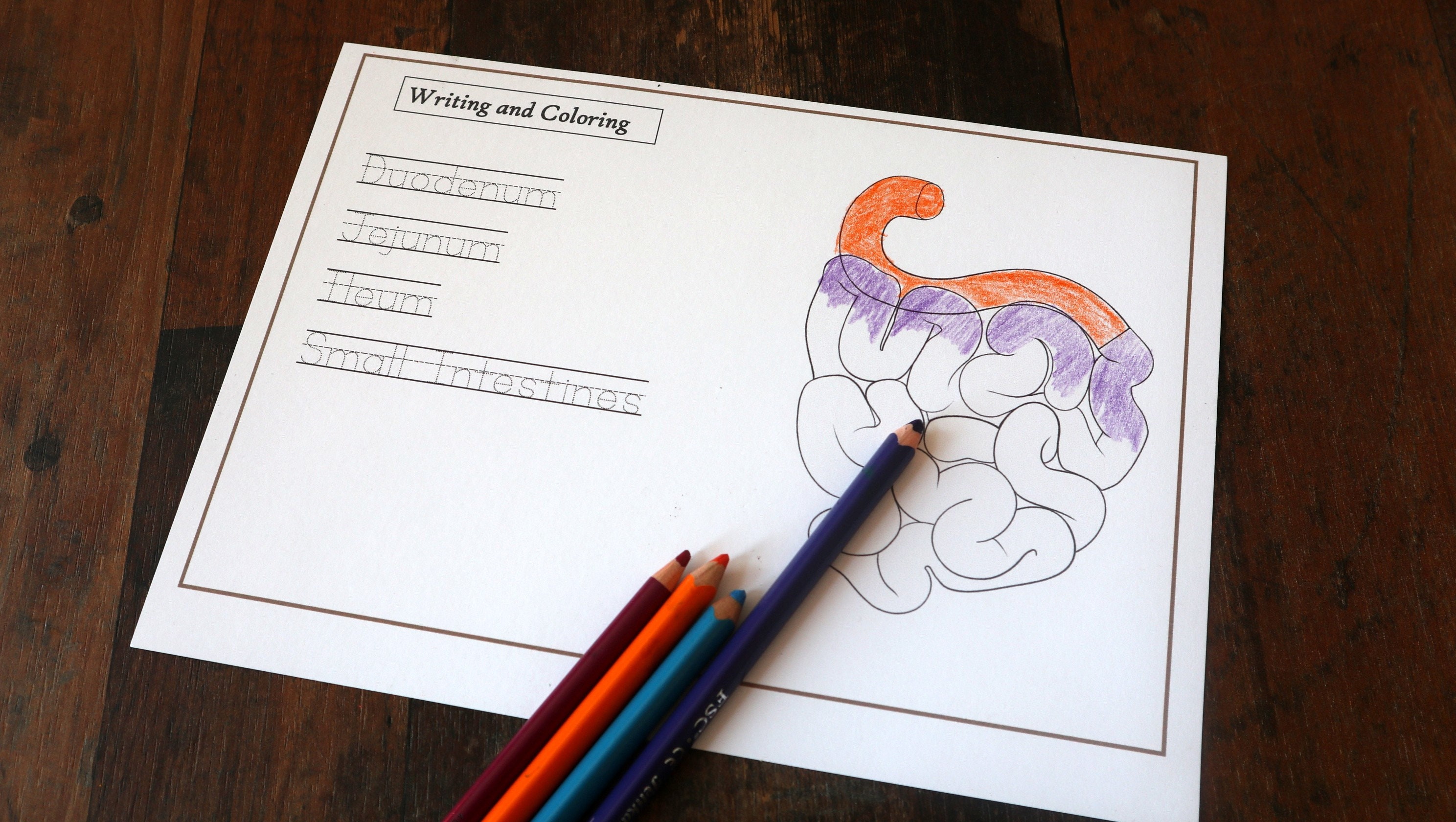Human Small Intestines Anatomy Printable Activity, Small Intestines ...