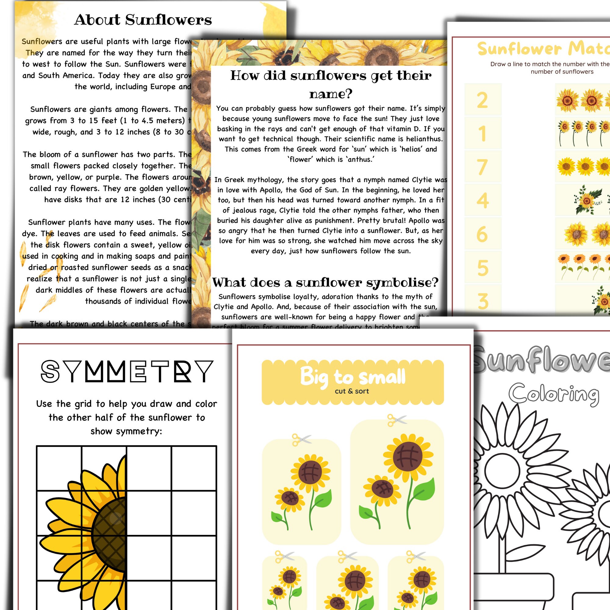 Flowers Unit Study,parts of Flower, Sunflower Life Cycle, Spring Unit ...