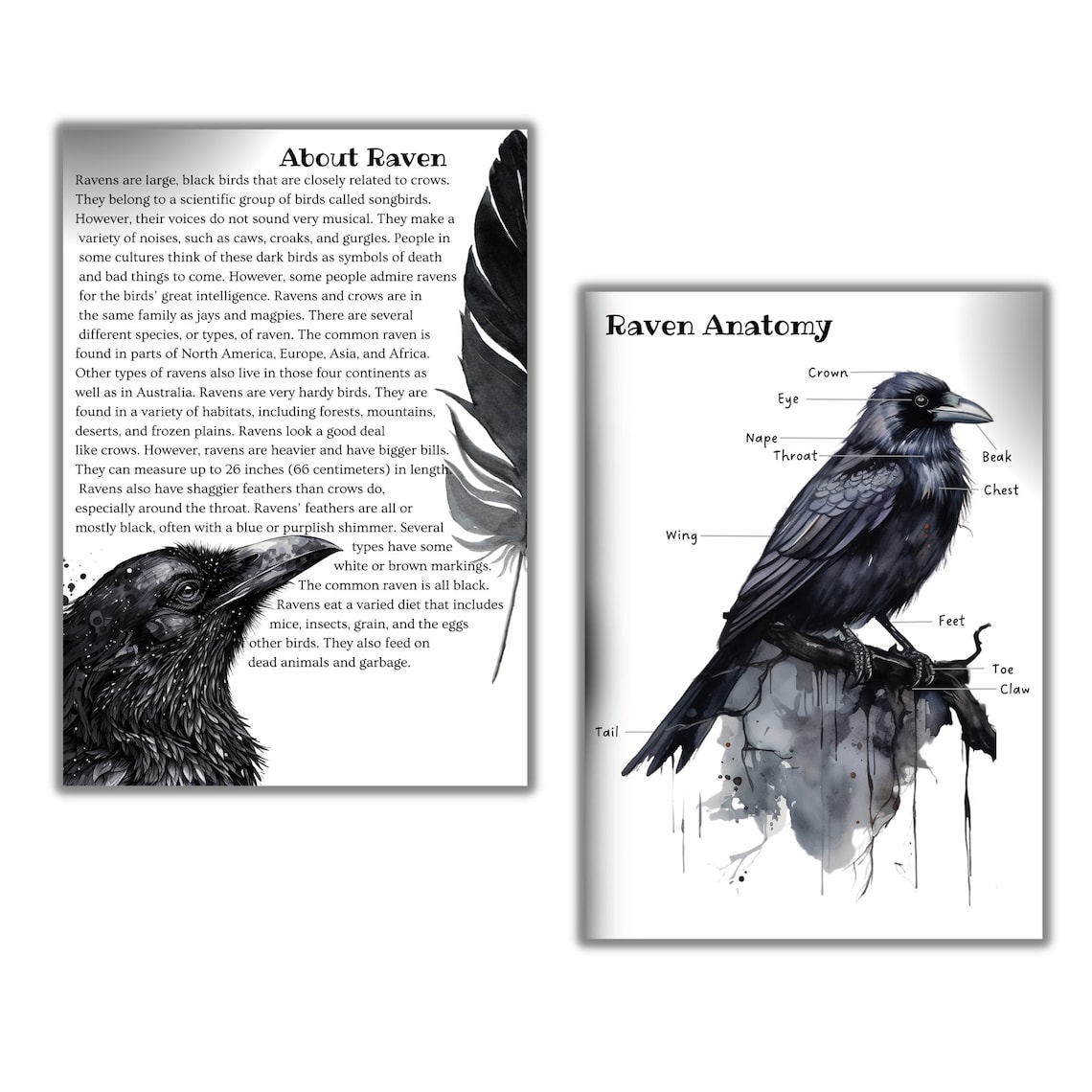 Raven Unit Study, Raven Anatomy, Halloween Printable Activity, Home ...