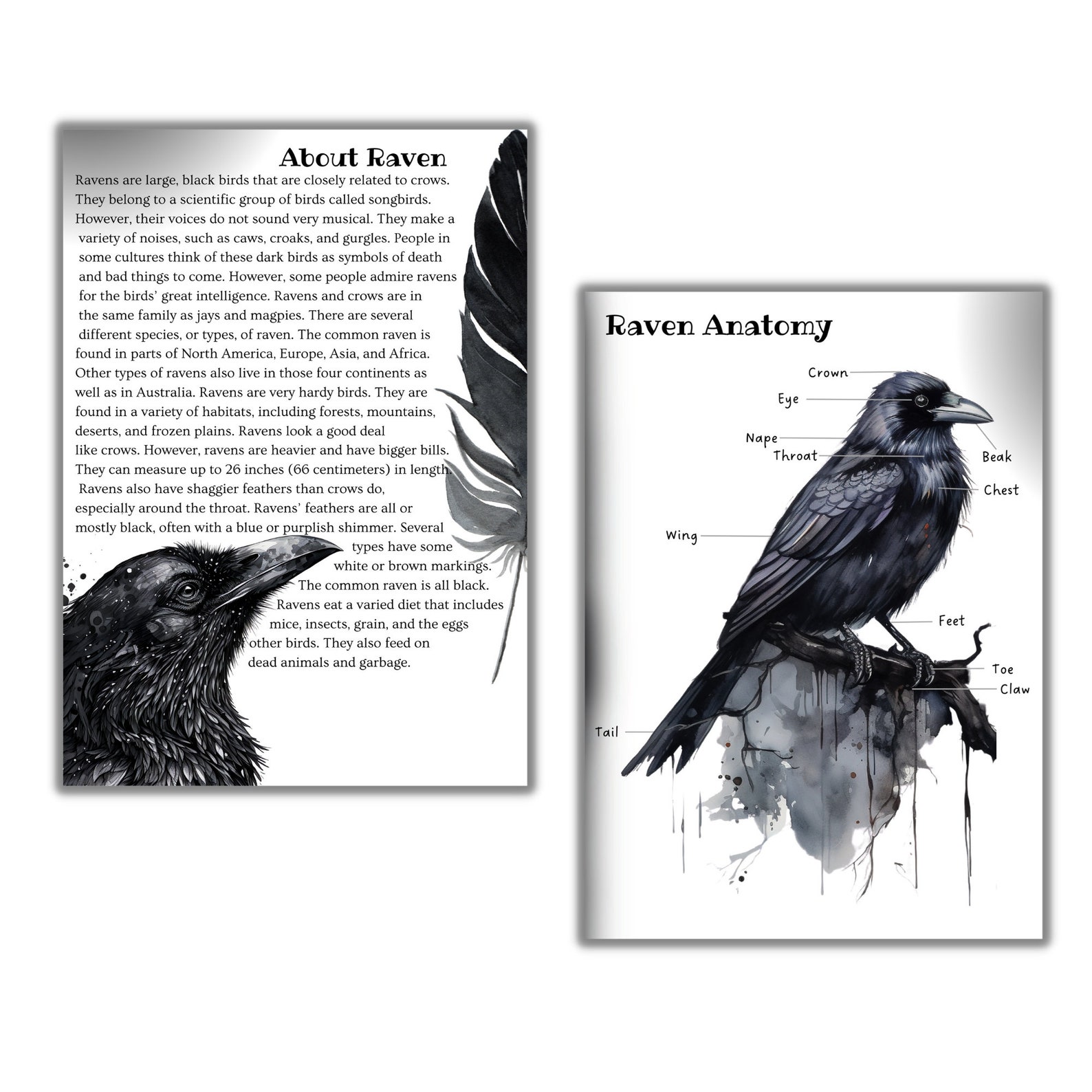 Raven Unit Study, Raven Anatomy, Halloween Printable Activity, Home ...