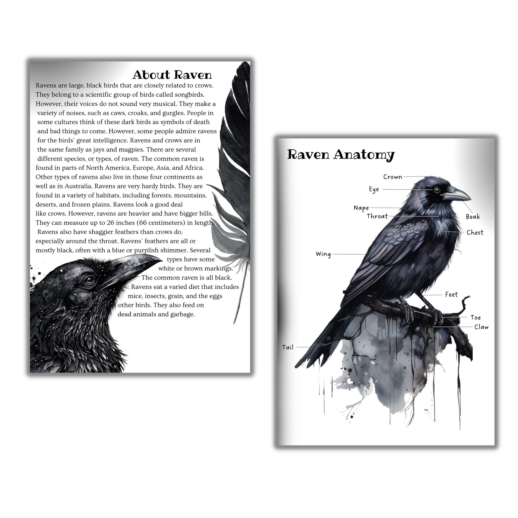 Raven Unit Study, Raven Anatomy, Halloween Printable Activity, Home ...