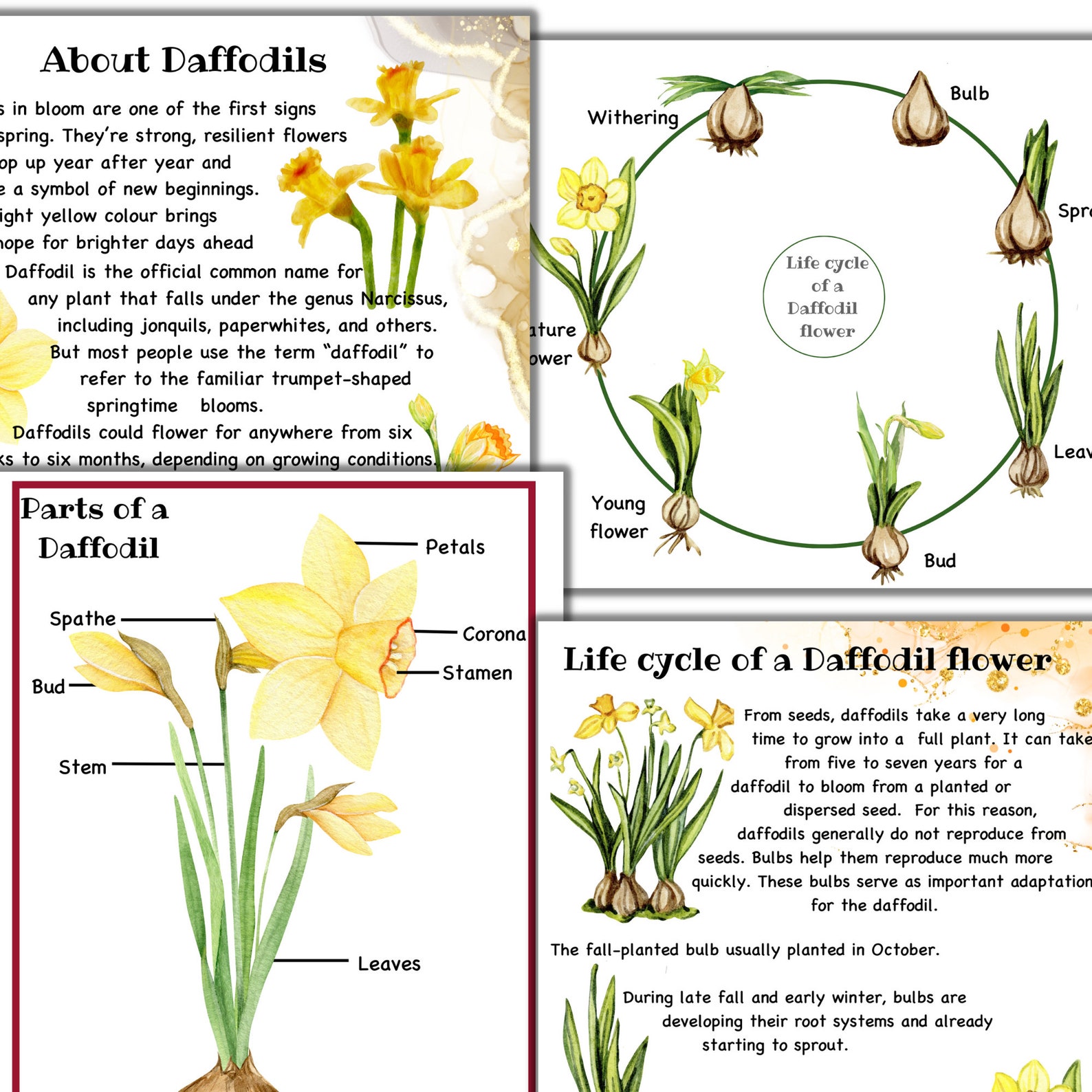 Spring Unit Study, Nature Study, Daffodil Unit Study, Squirrel Unit ...