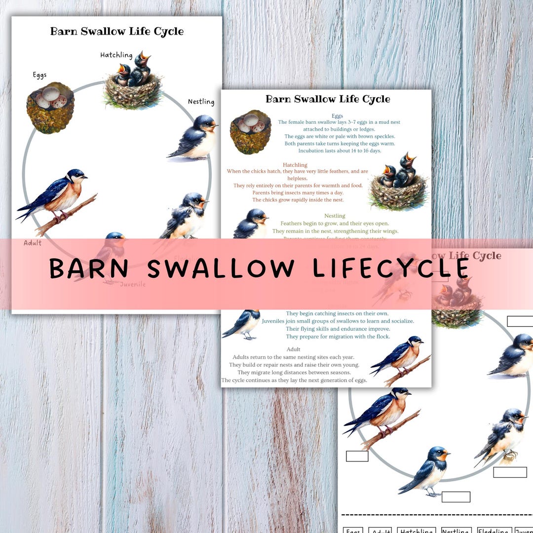 BARN SWALLOW LIFE Cycle, Nature Study, Bird Lesson, Homeschooling ...