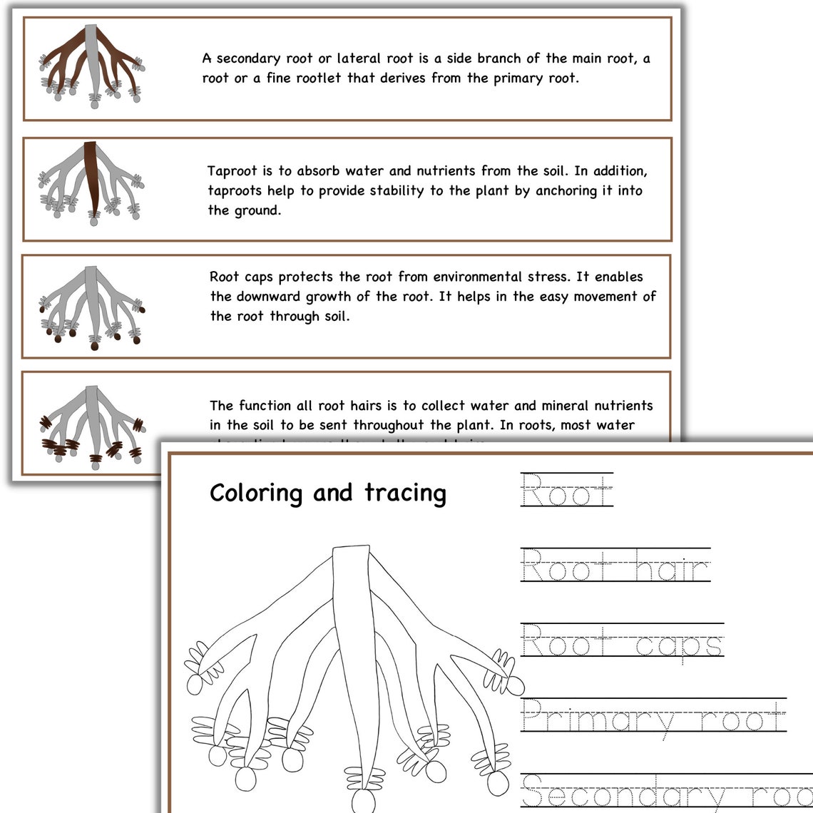 Root Anatomy Part of Roots 3 Part Roots Cards Spring Unit - Etsy