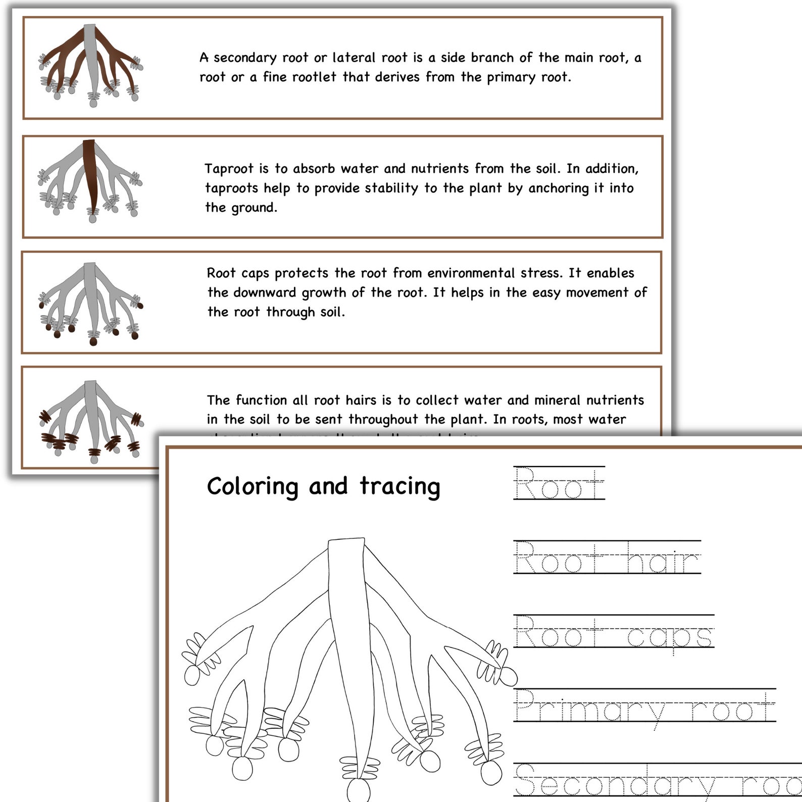 Root Anatomy Part of Roots 3 Part Roots Cards Spring Unit - Etsy