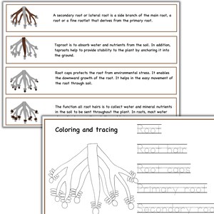 Root Anatomy, Part of Roots, 3 Part Roots Cards, Spring Unit Study ...