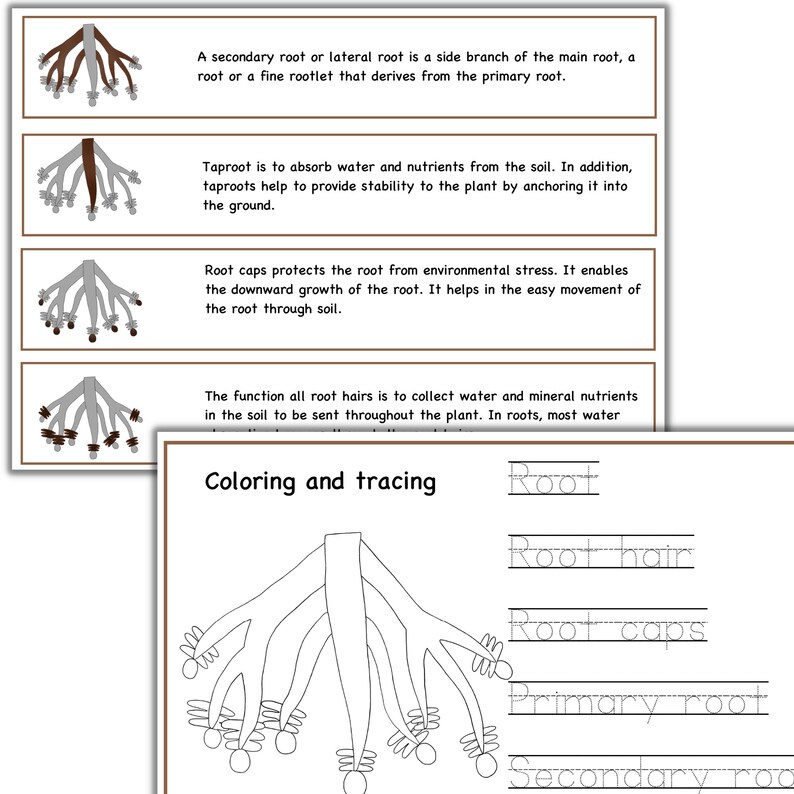 Root Anatomy, Part of Roots, 3 Part Roots Cards, Spring Unit Study ...