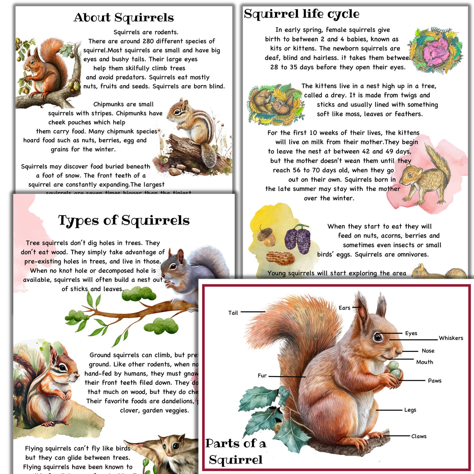 Spring Unit Study, Nature Study, Daffodil Unit Study, Squirrel Unit ...
