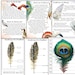 Buy Birds Unit Study, Bird Anatomy, Bird Montessori 3 Part Cards, Owl ...