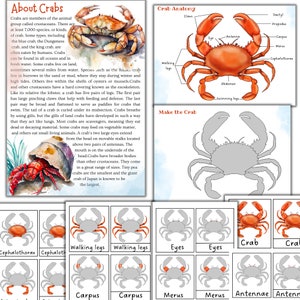 Beach Unit Study, Crab Unit Study, Seashore Animals, Lobster Anatomy ...