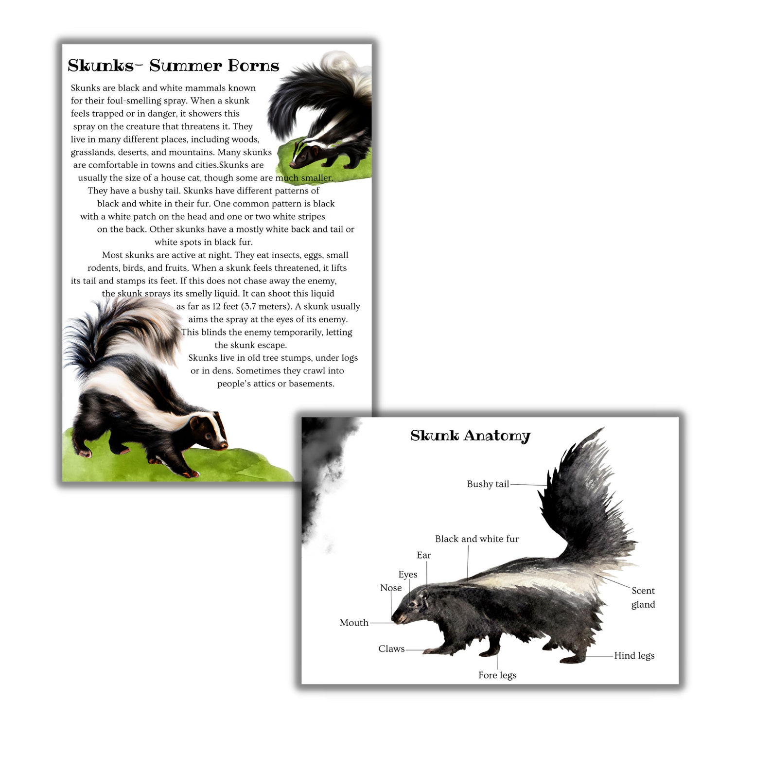 Skunk Mini Unit Study, Skunk Anatomy, Skunk Life Cycle, Summer Activity ...