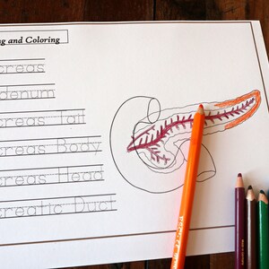 Human Pancreas Anatomy Printable Activity, Pancreas Puzzle ...