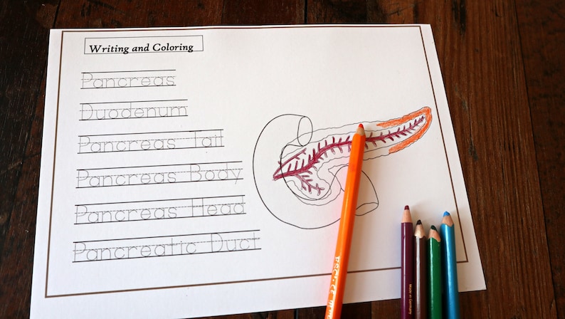 Human Pancreas Anatomy Printable Activity, Pancreas Puzzle ...