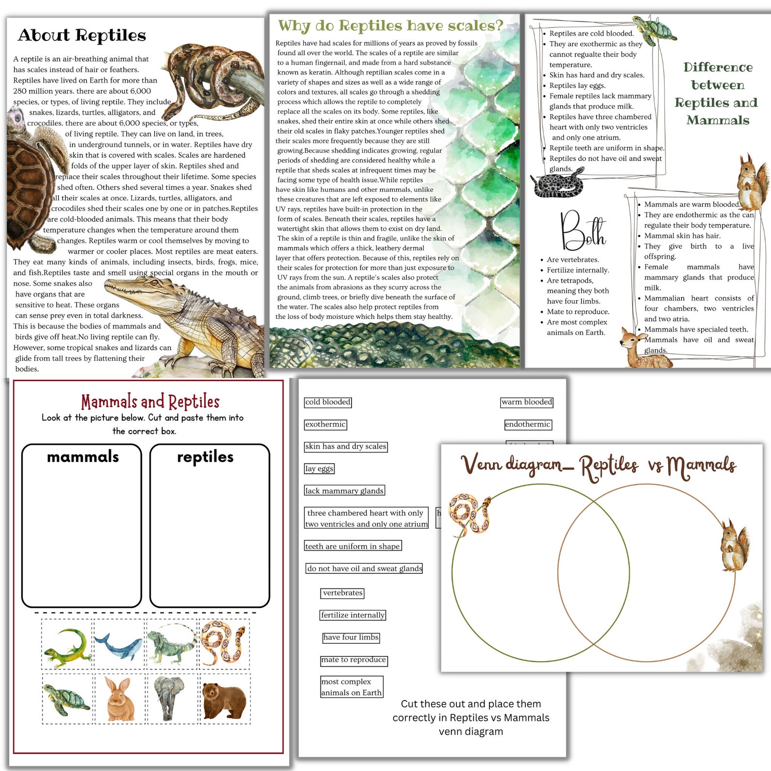 Reptiles Unit Study, Crocodile Unit Study, Turtle Unit Study, Reptiles ...