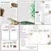 Reptiles Unit Study Crocodile Unit Study Turtle Unit Study - Etsy
