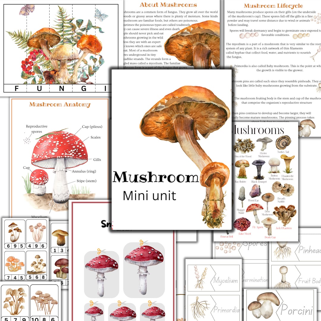 Mushroom Unit Study, Mushroom Life Cycle, Fall Nature Study, Mushroom ...